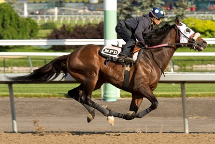 Rising Star - Horse Profile - BloodHorse