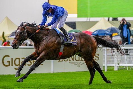 Blue Point Carries on Legacy for Shamardal - BloodHorse