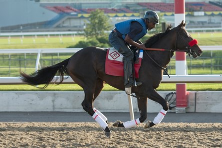 One Bad Boy - Horse Profile - BloodHorse