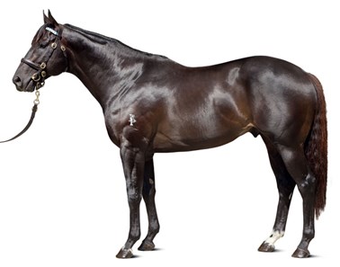 Brazen Beau (AUS) - Horse Profile - BloodHorse