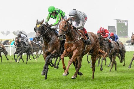 Raffle Prize (IRE) - Horse Profile - BloodHorse