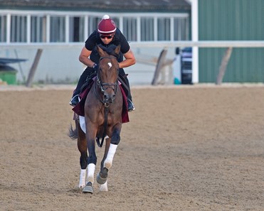 Catholic Boy - Horse Profile - BloodHorse