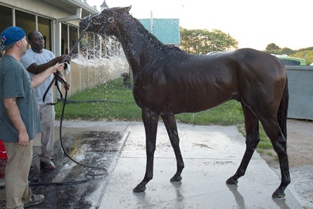 Avie's Flatter - Horse Profile - BloodHorse