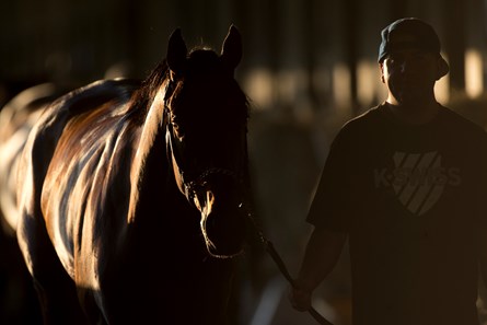 Avie's Flatter - Horse Profile - BloodHorse