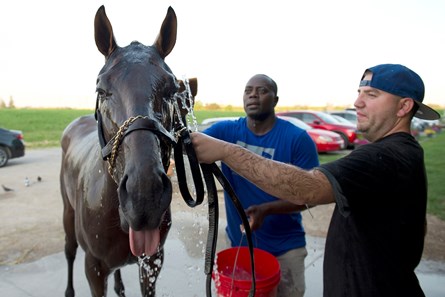 Avie's Flatter - Horse Profile - BloodHorse