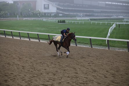 Master Fencer (JPN) - Horse Profile - BloodHorse