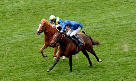 Blue Point (IRE) - Horse Profile - BloodHorse