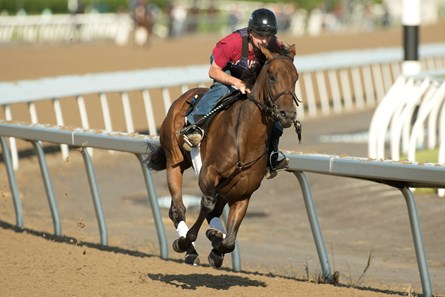 Avie's Flatter - Horse Profile - BloodHorse