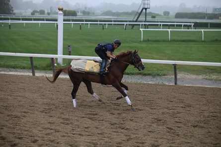 Master Fencer (JPN) - Horse Profile - BloodHorse