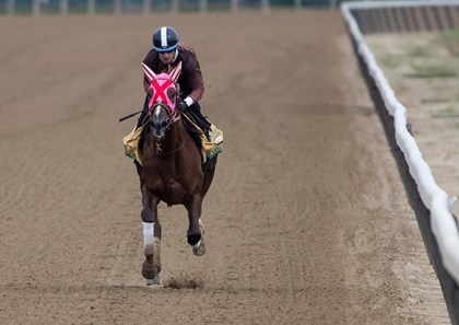 Master Fencer (JPN) - Horse Profile - BloodHorse