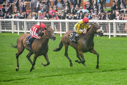 Move Swiftly (GB) - Horse Profile - BloodHorse