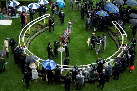 Raffle Prize (IRE) - Horse Profile - BloodHorse