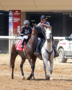 Hey Adrian - Horse Profile - BloodHorse