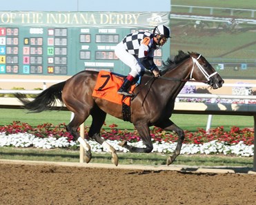 Mylady Curlin - Horse Profile - BloodHorse