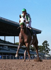 Point Given - Horse Profile - BloodHorse
