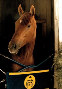 Point Given - Horse Profile - BloodHorse