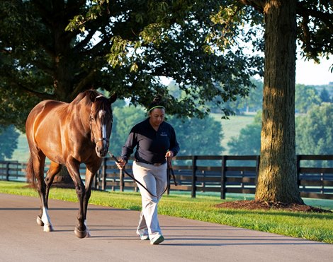 Take a Virtual Tour of Stonestreet Farm - BloodHorse