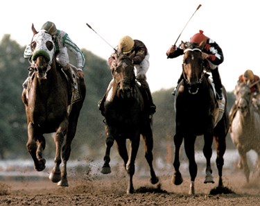 Point Given - Horse Profile - BloodHorse