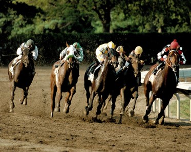 Point Given - Horse Profile - BloodHorse