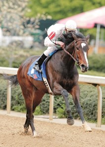 Rachel Alexandra - Slideshow - BloodHorse