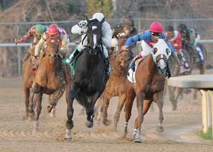 Rachel Alexandra - Slideshow - BloodHorse