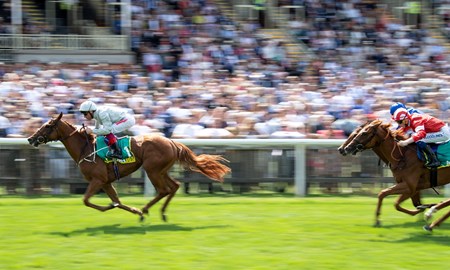 Raffle Prize (IRE) - Horse Profile - BloodHorse