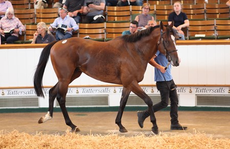 Henrythenavigator - Horse Profile - BloodHorse
