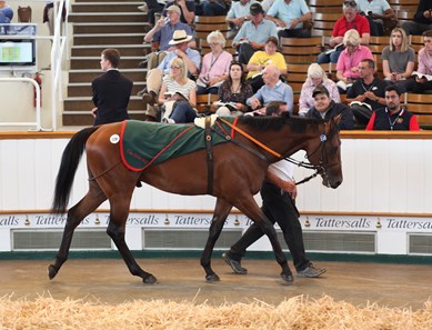 Patrick Sarsfield (FR) - Horse Profile - BloodHorse