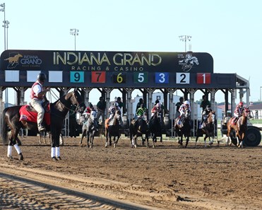 Mylady Curlin - Horse Profile - BloodHorse