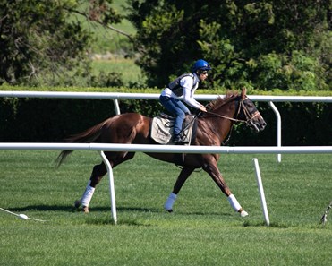 Master Fencer (JPN) - Horse Profile - BloodHorse