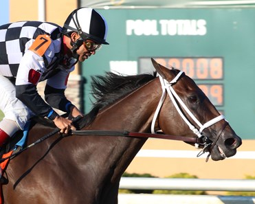 Mylady Curlin - Horse Profile - BloodHorse