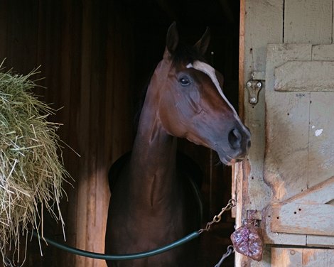 Concrete Rose at Margaux Farm With Ankle Injury - BloodHorse