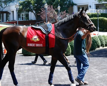 Robert Bruce (CHI) - Horse Profile - BloodHorse