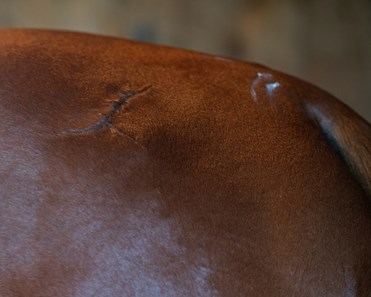 Scar - Horse Profile - BloodHorse