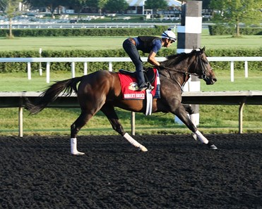 Robert Bruce (CHI) - Horse Profile - BloodHorse