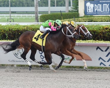 Ricki Ticki Taffi - Horse Profile - BloodHorse