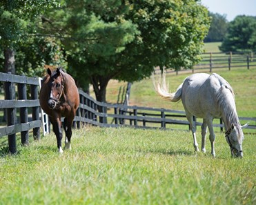 Songbird - Horse Profile - BloodHorse