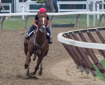 Promises Fulfilled - Horse Profile - BloodHorse