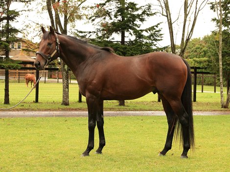 Champion Sire King Kamehameha Dies in Japan - BloodHorse
