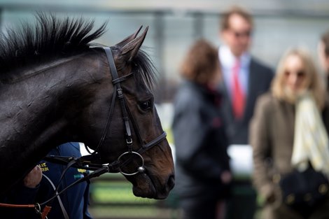 Elarqam Retired to Stand at Haras de Saint Arnoult - BloodHorse