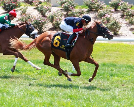 Tony's Rose First North American Winner for Tonalist - BloodHorse