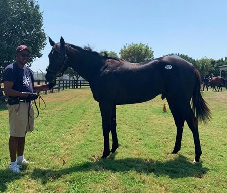 Shanghai Bobby Colt Tops Texas Yearling Sale - BloodHorse
