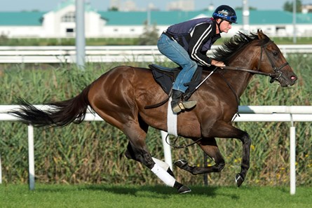 Avie's Flatter - Horse Profile - BloodHorse