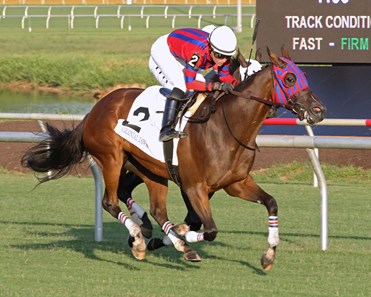 What the Beep - Horse Profile - BloodHorse