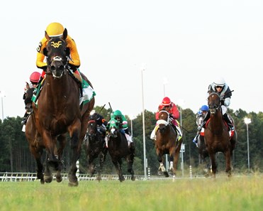 Four Wheel Drive - Horse Profile - BloodHorse