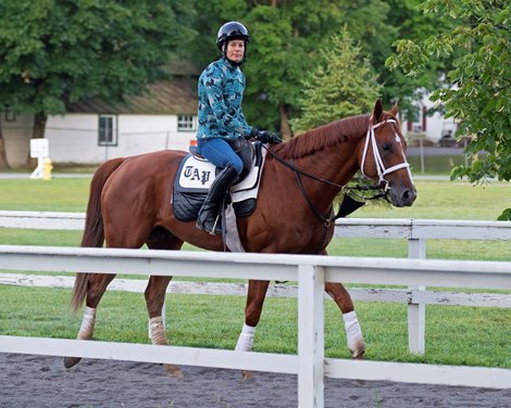 Spendthrift Farm Announces Five New Stallions for 2020 - BloodHorse