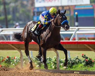 Eight Rings - Horse Profile - BloodHorse