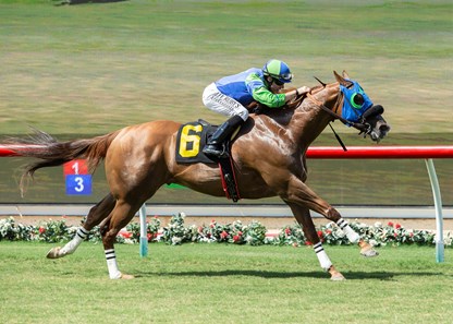 Mr Vargas - Horse Profile - BloodHorse