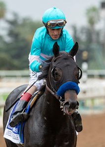 Eight Rings - Horse Profile - BloodHorse