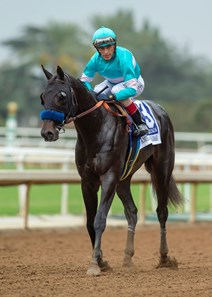 Eight Rings - Horse Profile - BloodHorse